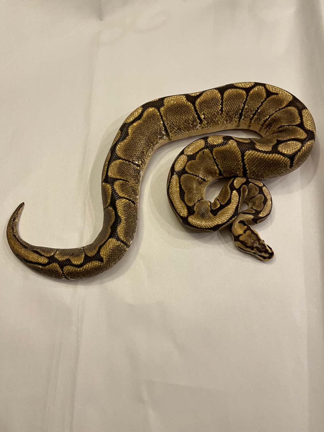 Enchi Yellow Belly Spider Ball Python by Czar Exotics - MorphMarket