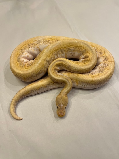 Banana Spinner Blast Ball Python by Czar Exotics