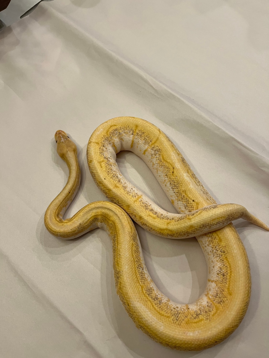 Banana Spinner Blast Ball Python by Czar Exotics - MorphMarket
