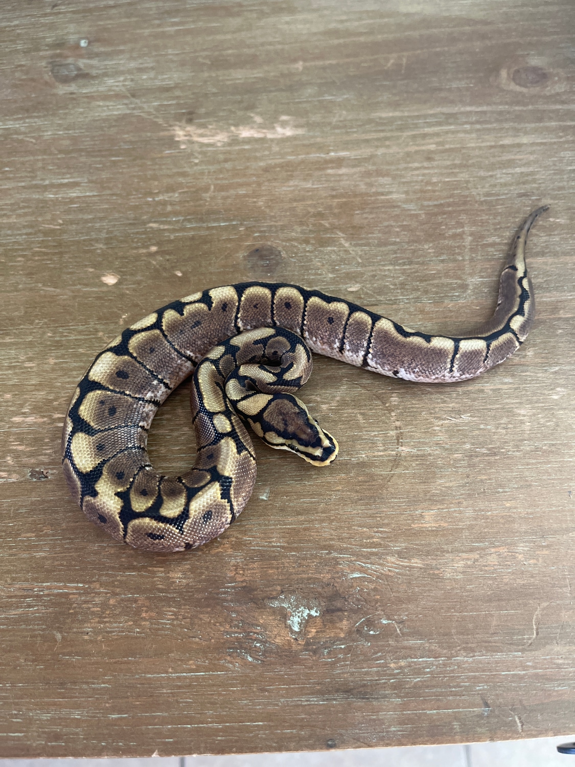Enchi Spider Ball Python by Czar Exotics - MorphMarket