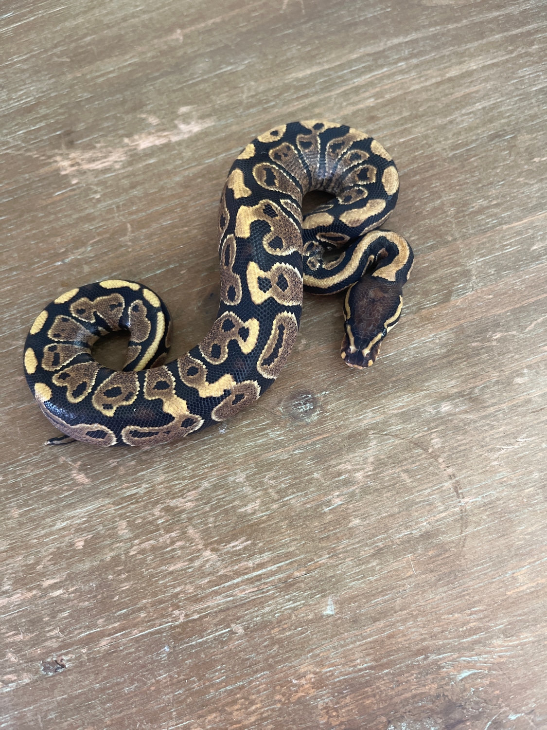 Yellow Belly Ball Python by Czar Exotics - MorphMarket