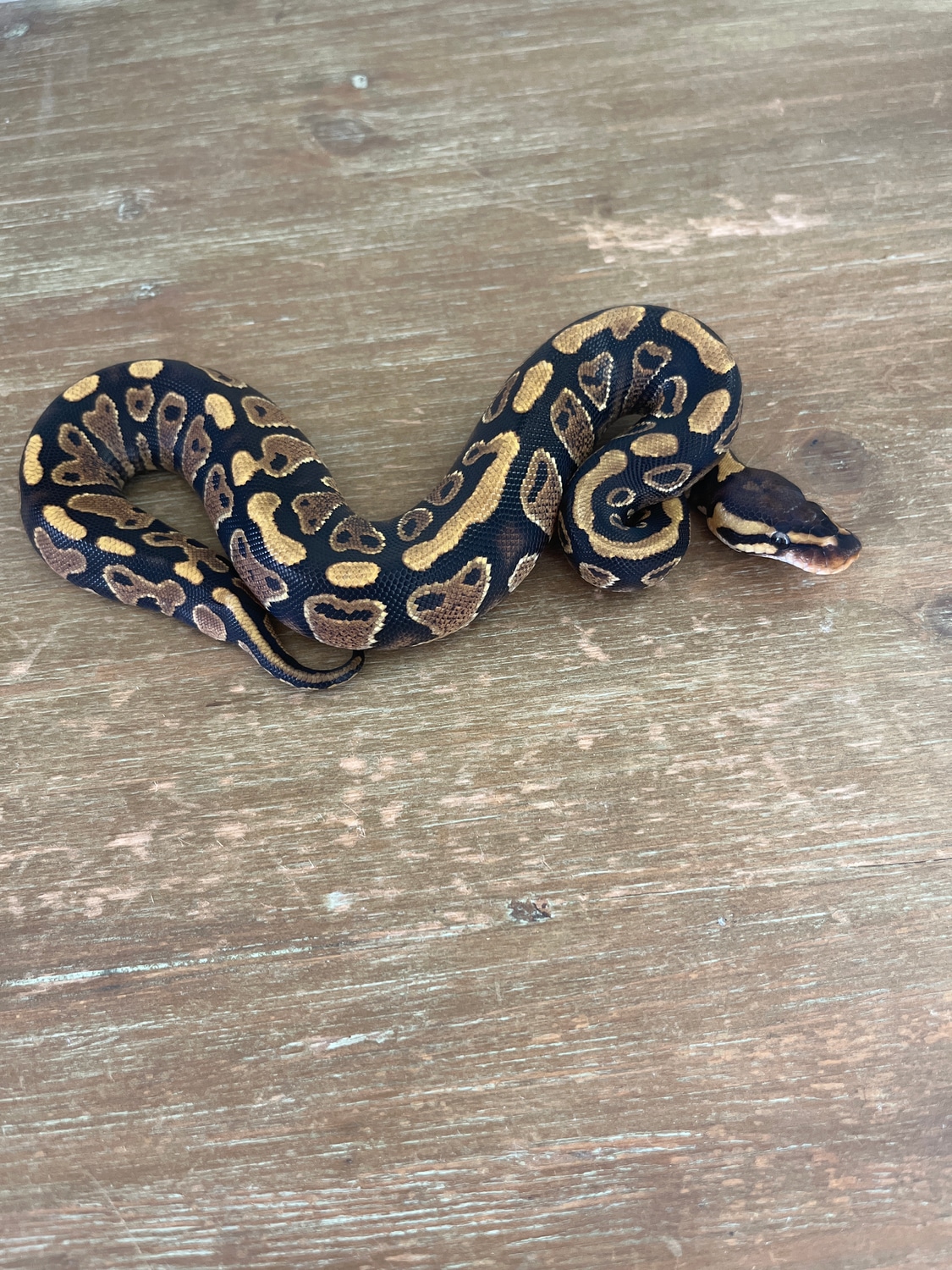Yellow Belly Ball Python By Czar Exotics Morphmarket