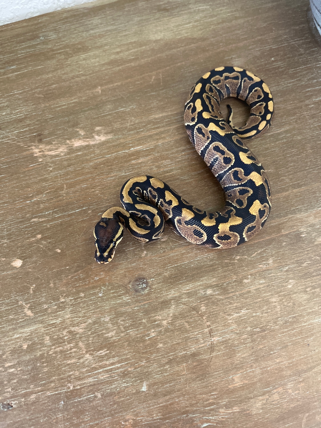 Enchi Yellow Belly Ball Python by Czar Exotics - MorphMarket