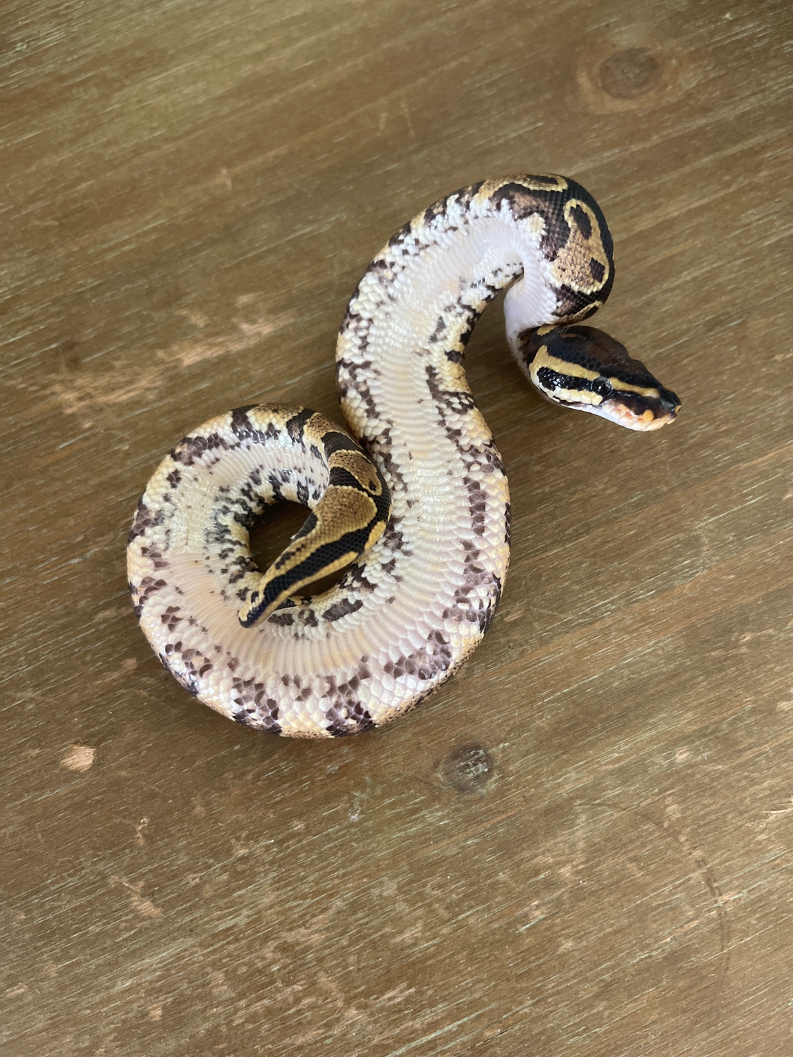 Enchi Yellow Belly Ball Python by Czar Exotics - MorphMarket