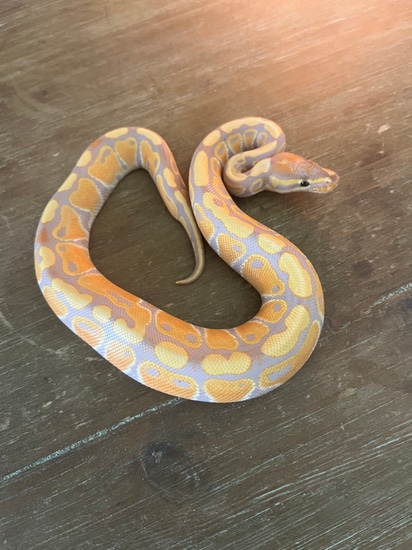 Banana Het Clown Ball Python by Czar Exotics