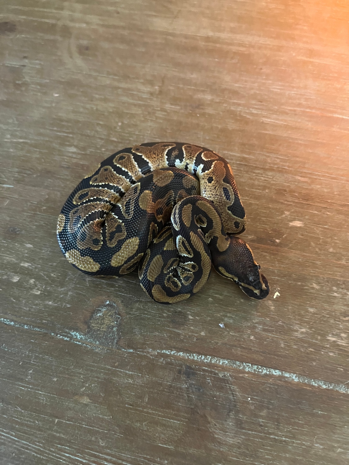 Het Clown Ball Python by Czar Exotics - MorphMarket