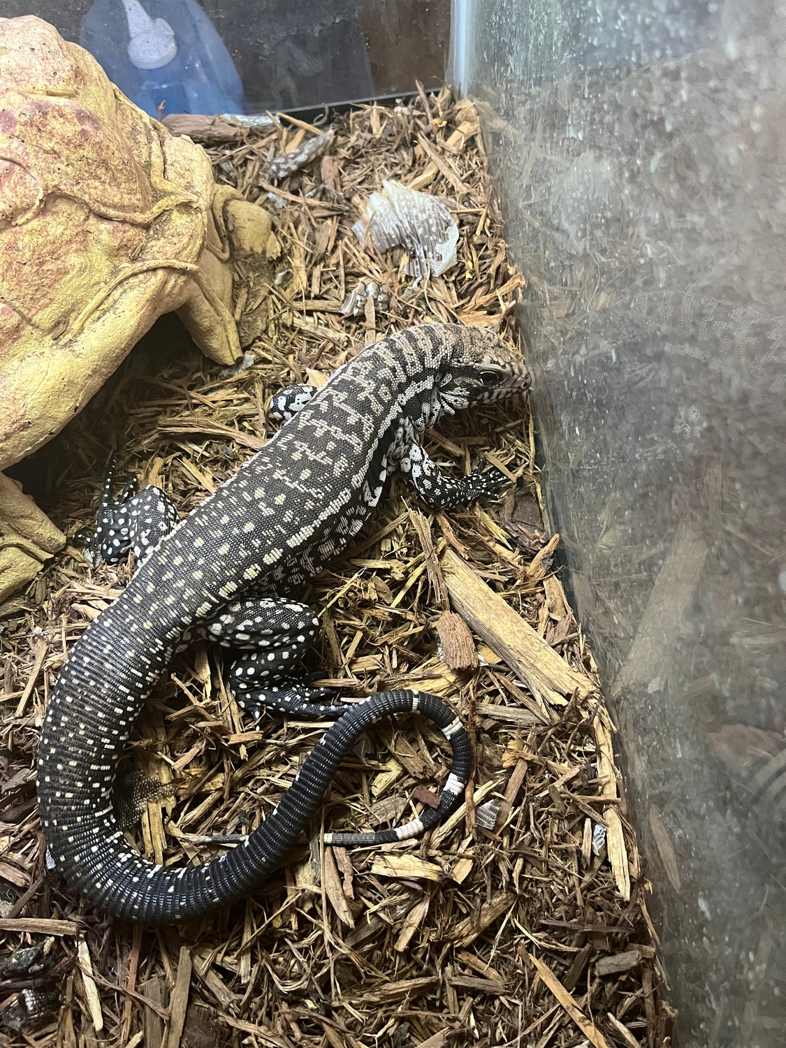 Ice 100% Het Albino Argentine Tegus by Czar Exotics - MorphMarket