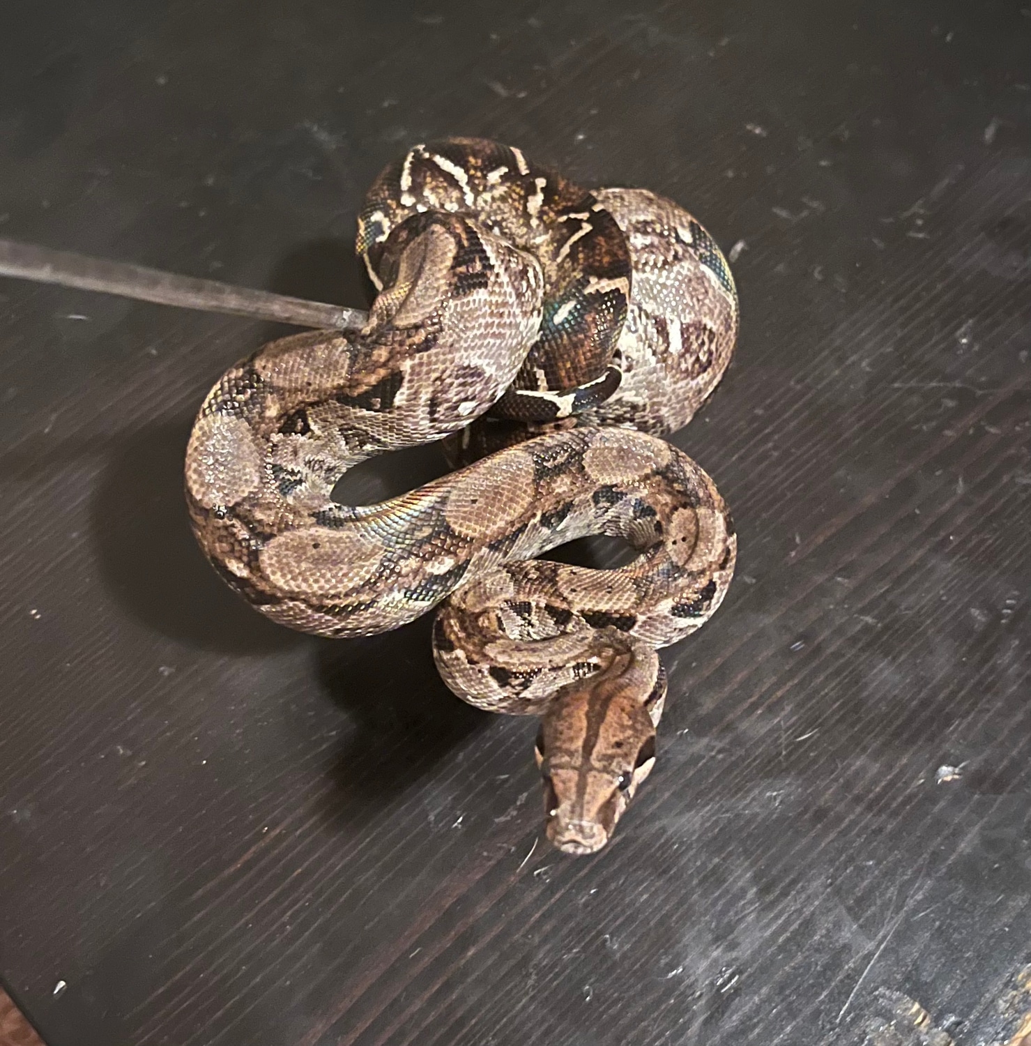 Het CA T+ Albino Boa Constrictor by Czar Exotics - MorphMarket