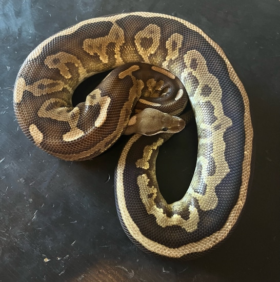 Leopard Mojave Black Pastel Ball Python by Czar Exotics
