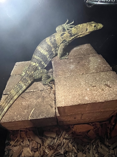 Sulphur Water Monitor by Czar Exotics