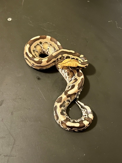 Het Caramel Sumatran Short-Tailed Python by Czar Exotics