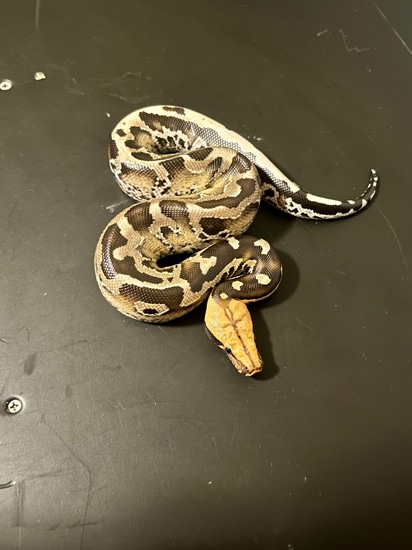 Stripe Het Caramel Sumatran Short-Tailed Python by Czar Exotics