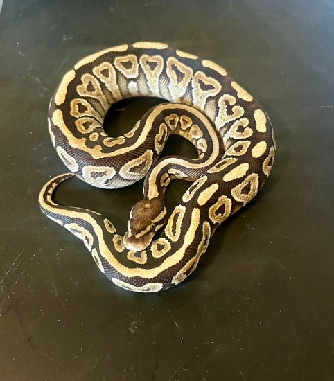 Spotnose Mojave 66% Het Ultramel Ball Python by Czar Exotics