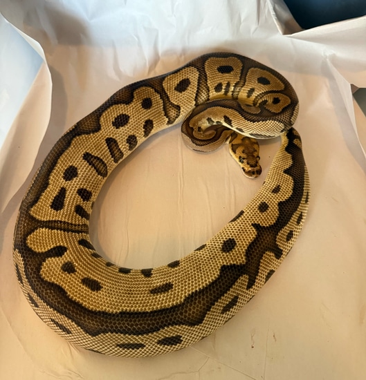 Leopard Yellow Belly Clown Ball Python by Czar Exotics