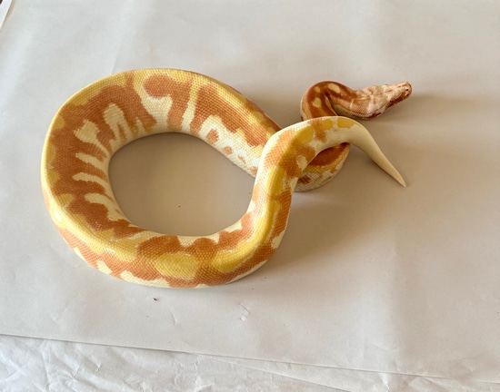 T- Albino Blood Python by Czar Exotics