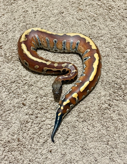Lyly Het T- Albino Blood Python by Czar Exotics