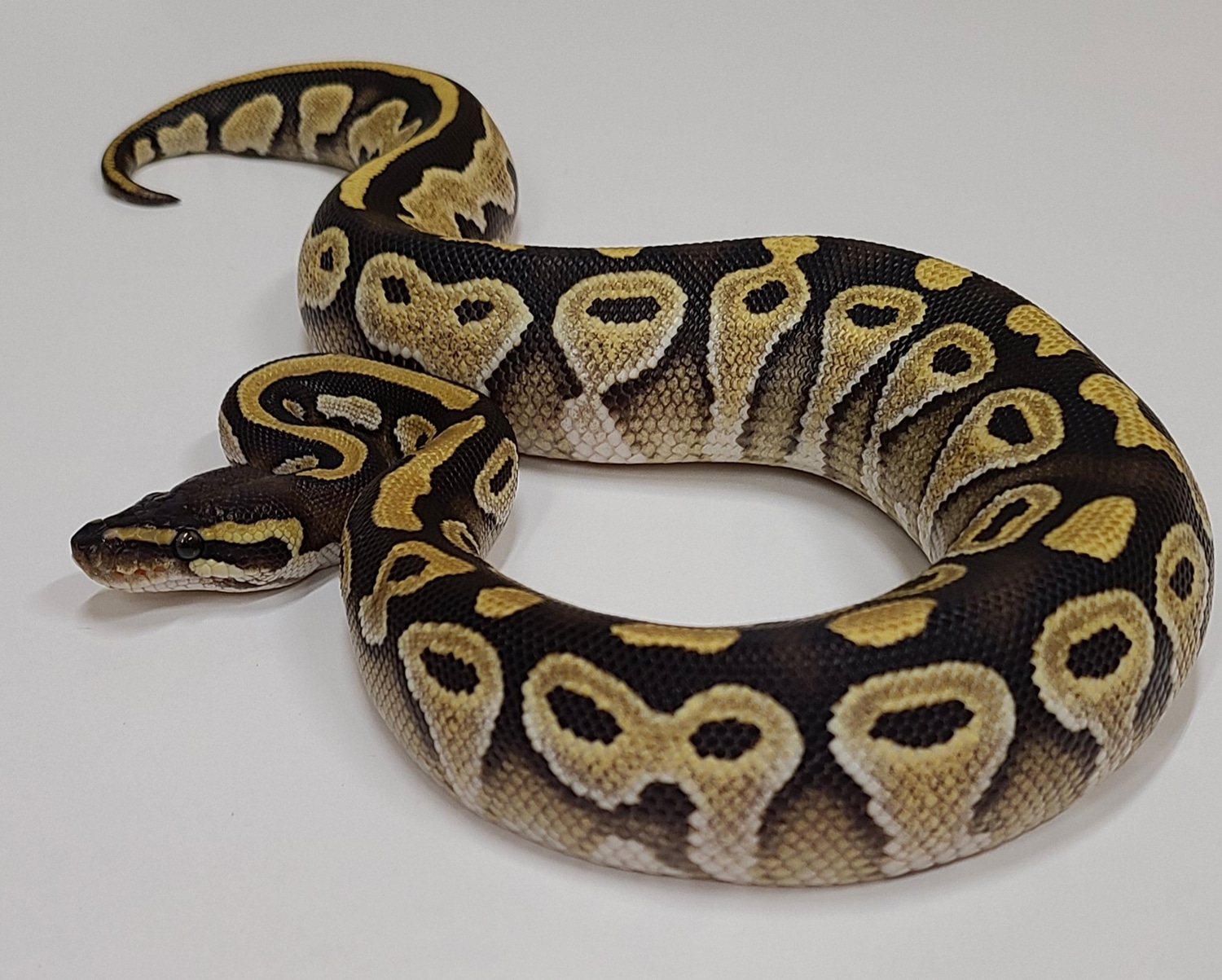 Mojave Het Pied Ball Python by DJ Exotics - MorphMarket