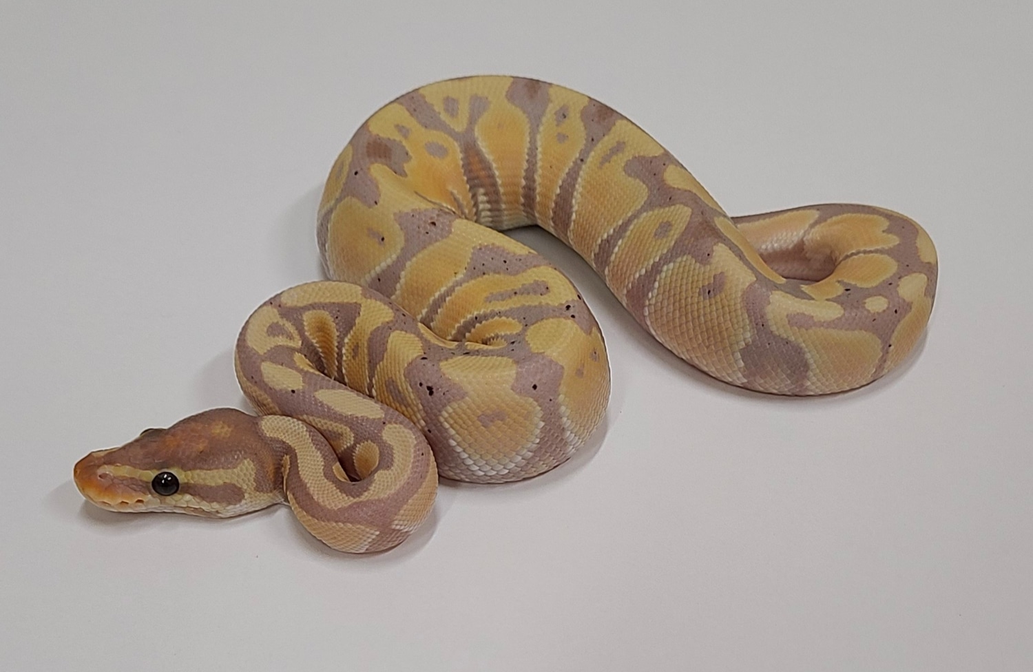 Banana Dbl Het Hypo/pied Ball Python by DJ Exotics - MorphMarket