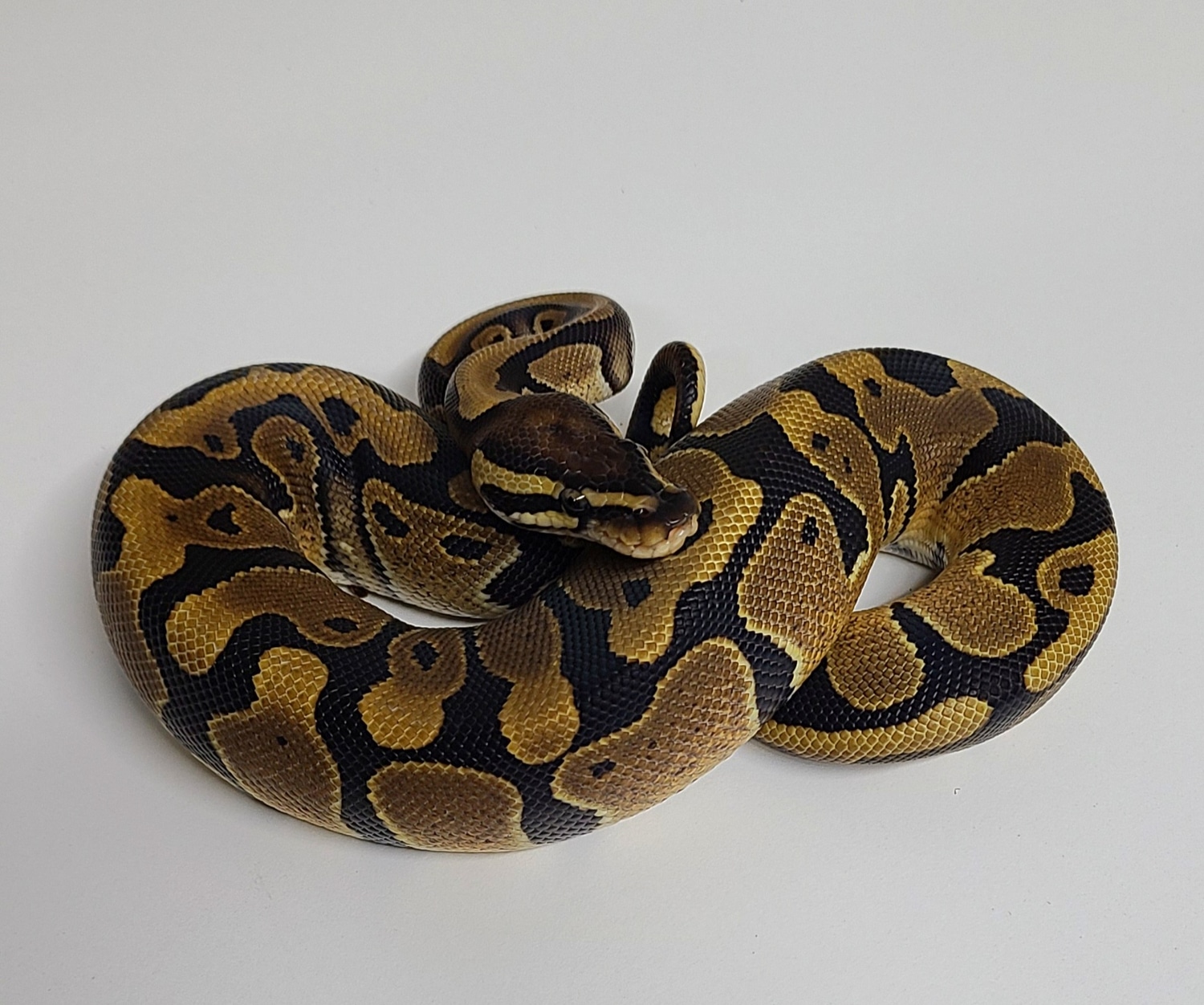 Double Het Desert Ghost/pied Ball Python by DJ Exotics - MorphMarket