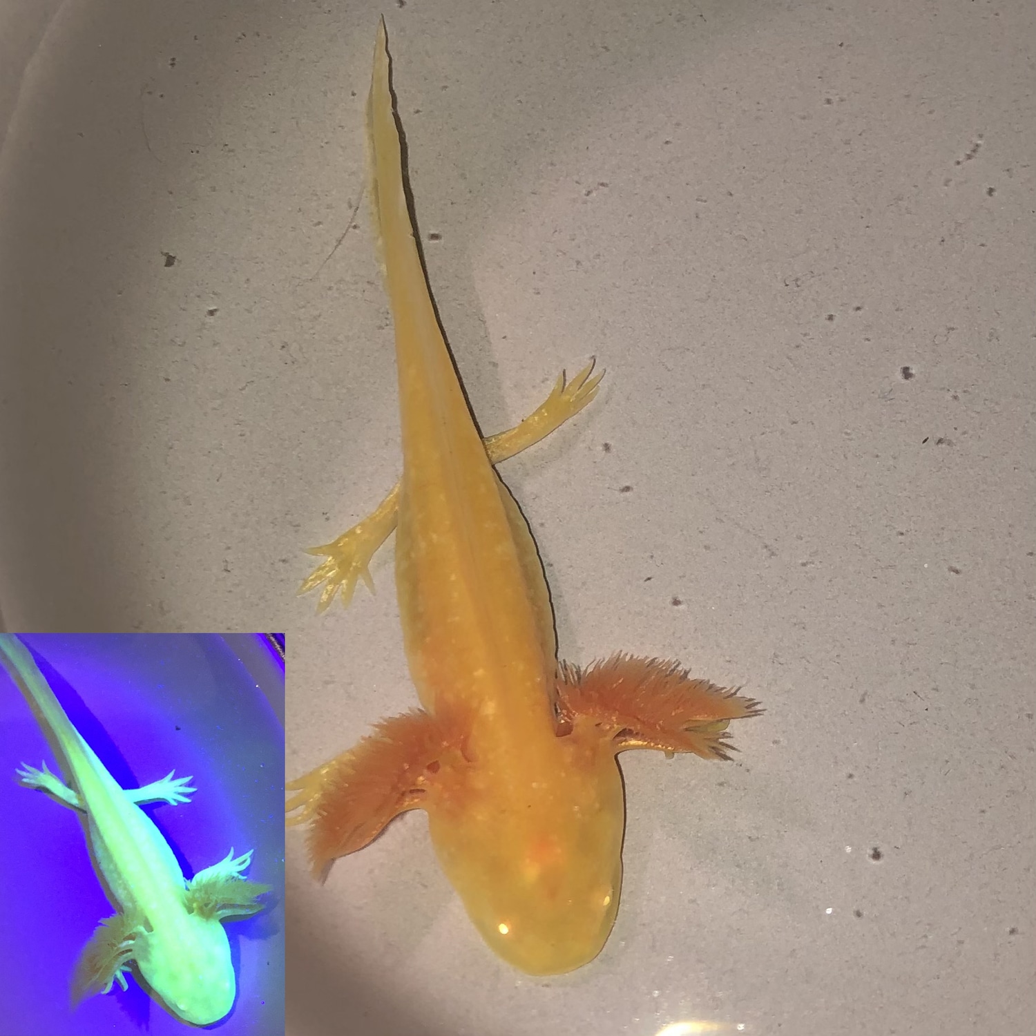 5" GFP Golden Albino #2 Axolotl by USS Axolotl - MorphMarket