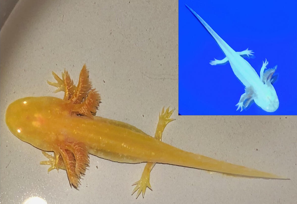 5" Super GFP Golden Albino Axolotl by USS Axolotl - MorphMarket