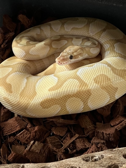 Banana Butter Enchi Yellowbelly Ball Python by Slitherington Reptiles
