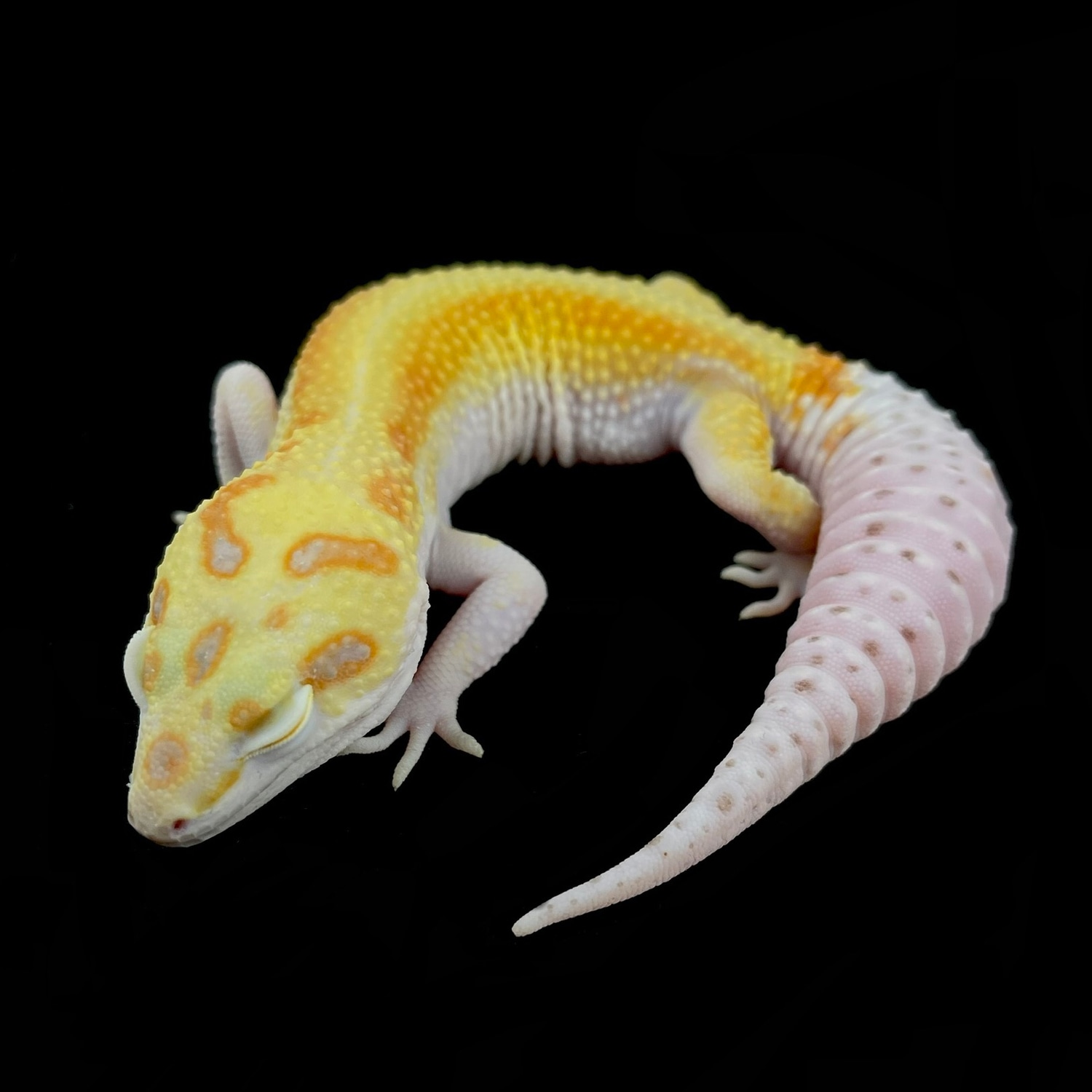White & Yellow Mack Snow Bold Stripe Bell Het Eclipse Leopard Gecko by ...