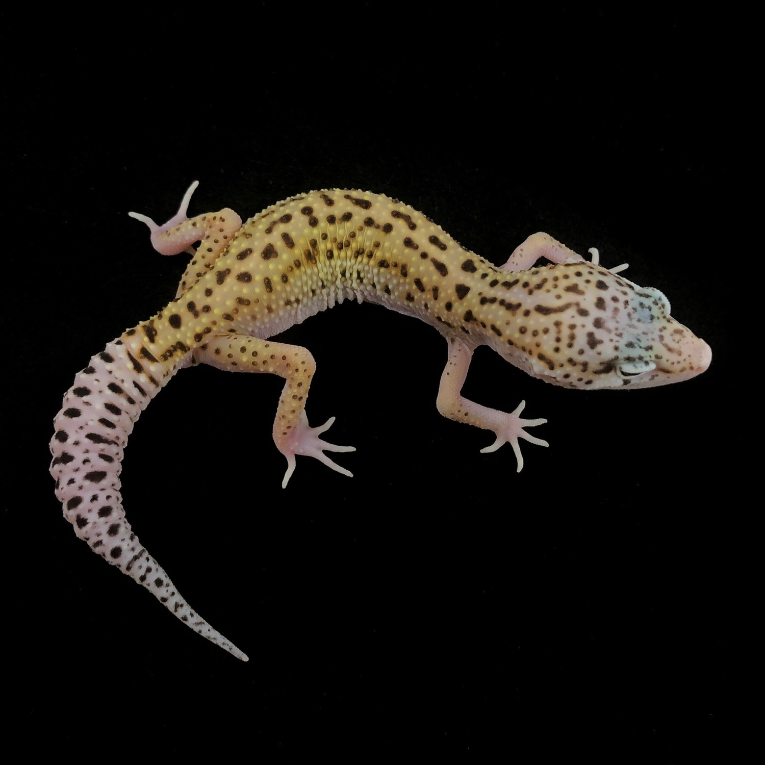 Mack Snow Eclipse Ph Tremper Leopard Gecko by DAB Exotics - MorphMarket