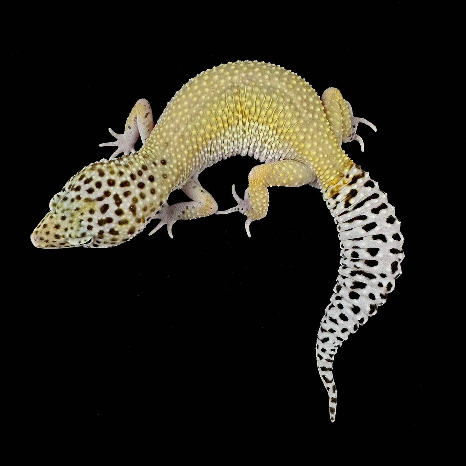 Mack Snow Eclipse Het Tremper/Murphy Patternless * Leopard Gecko by DAB ...