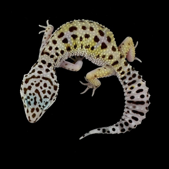 Albey’s LBS (Line Bred Snow) Leopard Gecko by DAB Exotics
