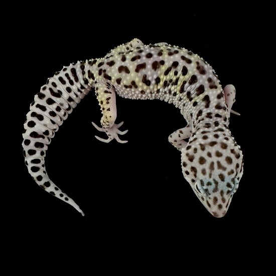 Albey Snow Leopard Gecko by DAB Exotics