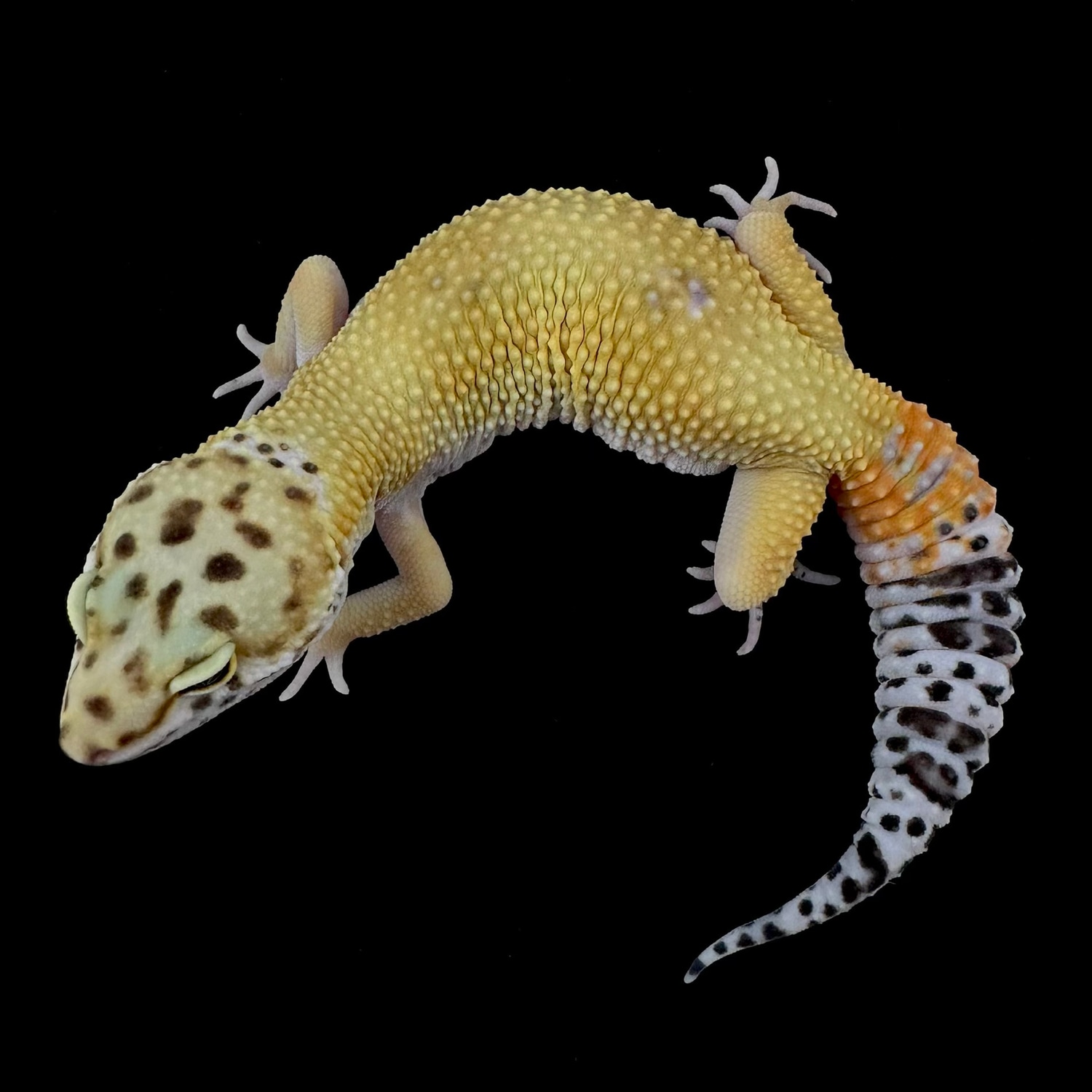 Het Eclipse Ph Tremper Leopard Gecko by DAB Exotics - MorphMarket