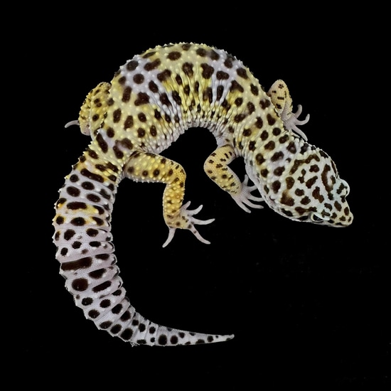 Albey's LBS (Line Bred Snow) Leopard Gecko by DAB Exotics