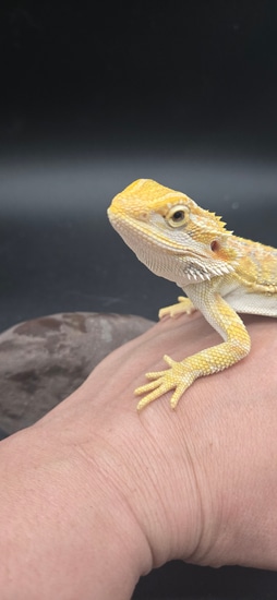 Yellow Blue Bar Hypo, 100% Het Translucent Central Bearded Dragon by ...