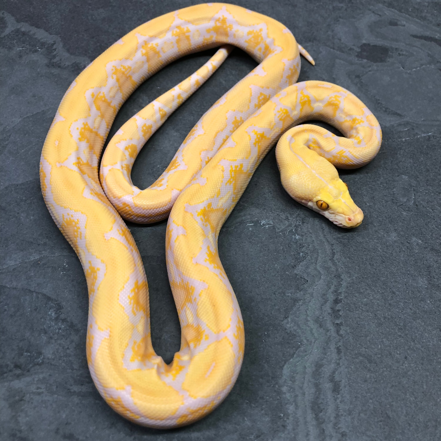 Blonde Reticulated Python by Russell Dabritz - MorphMarket