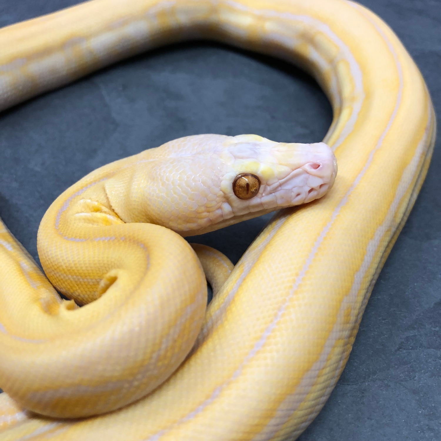 Male Blonde Super Tiger Reticulated Python by Russell Dabritz - MorphMarket