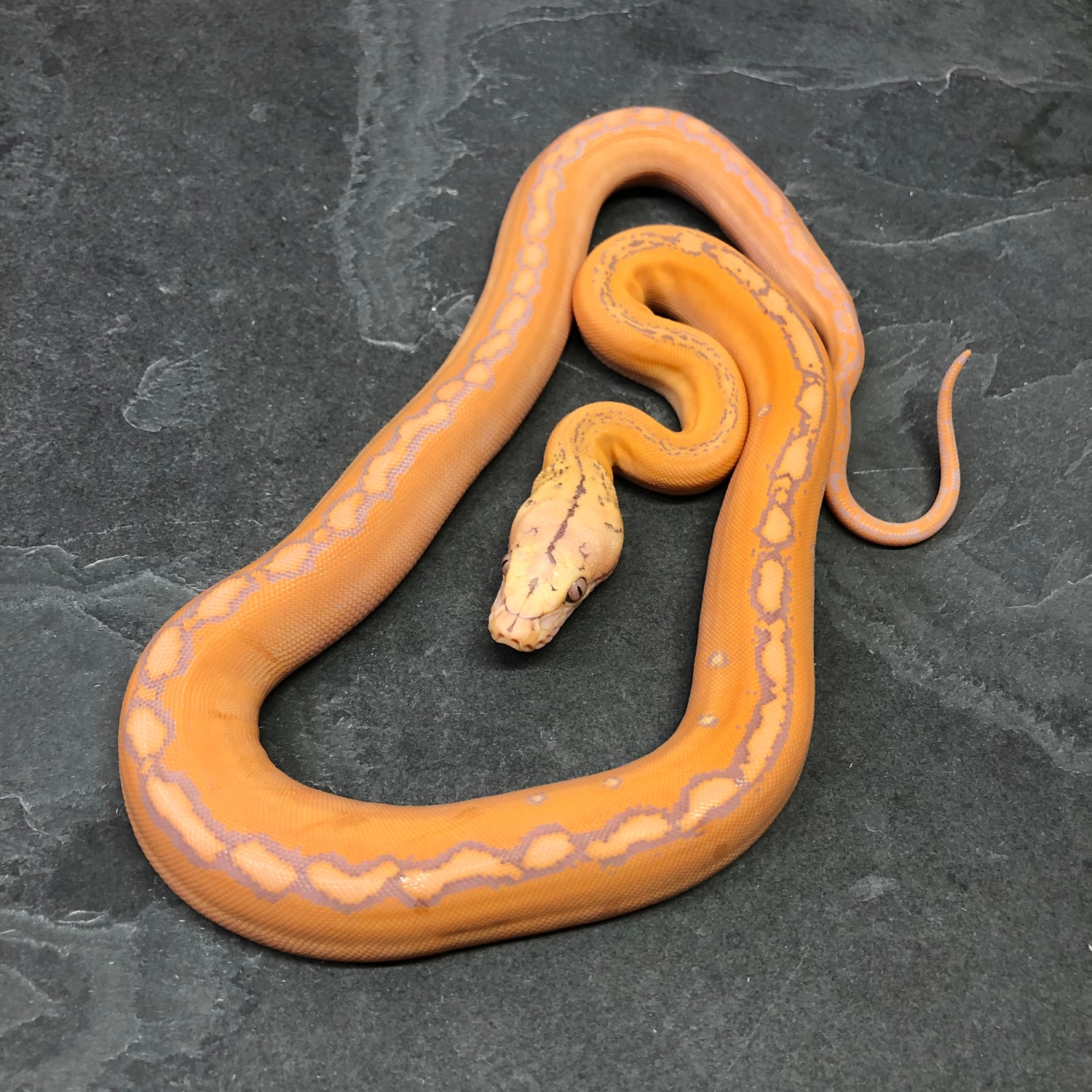 Platinum Purple Goldenchild Reticulated Python by RD Exotics LLC ...
