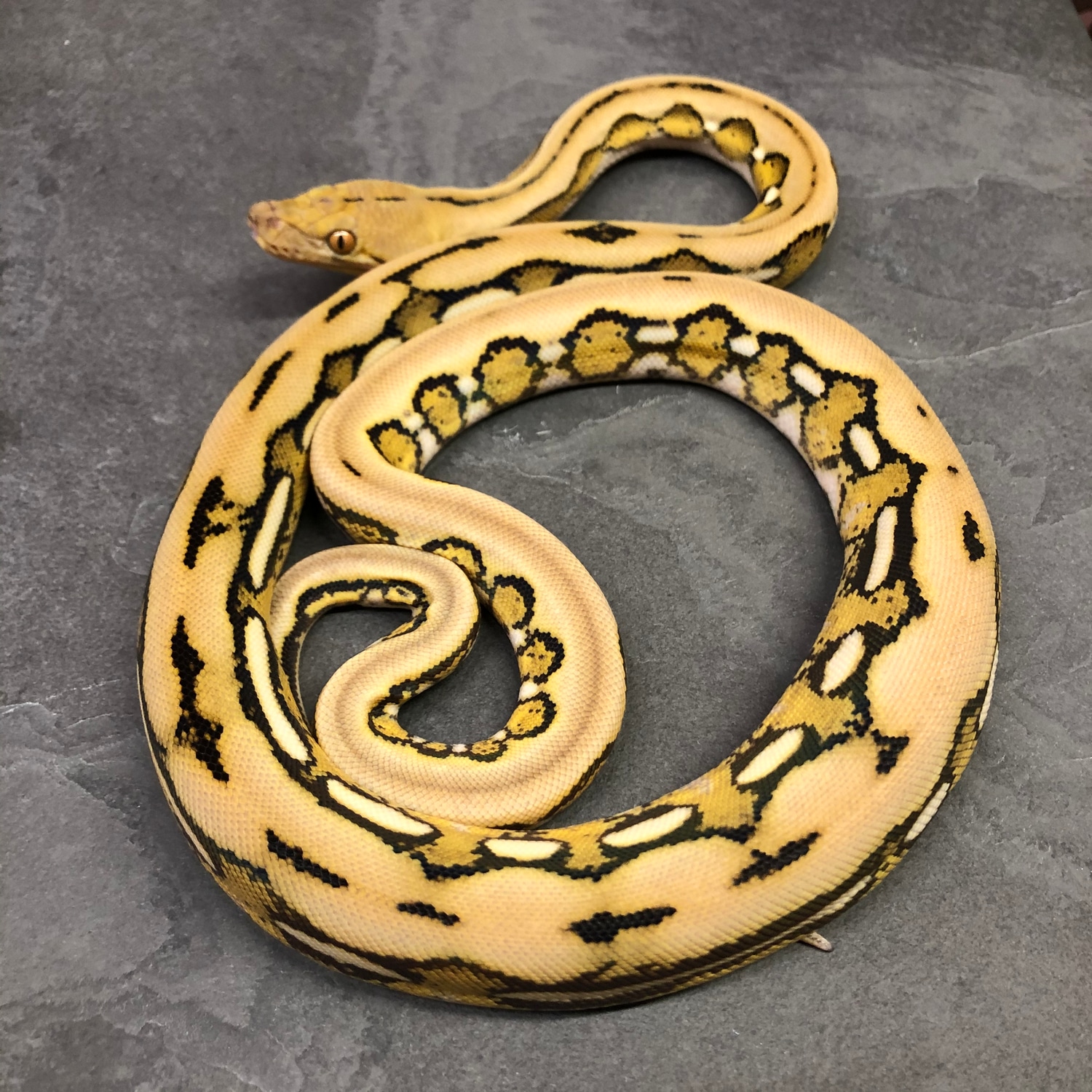 Platinum Tiger Poss Het Albino/Mocha Reticulated Python by Russell ...