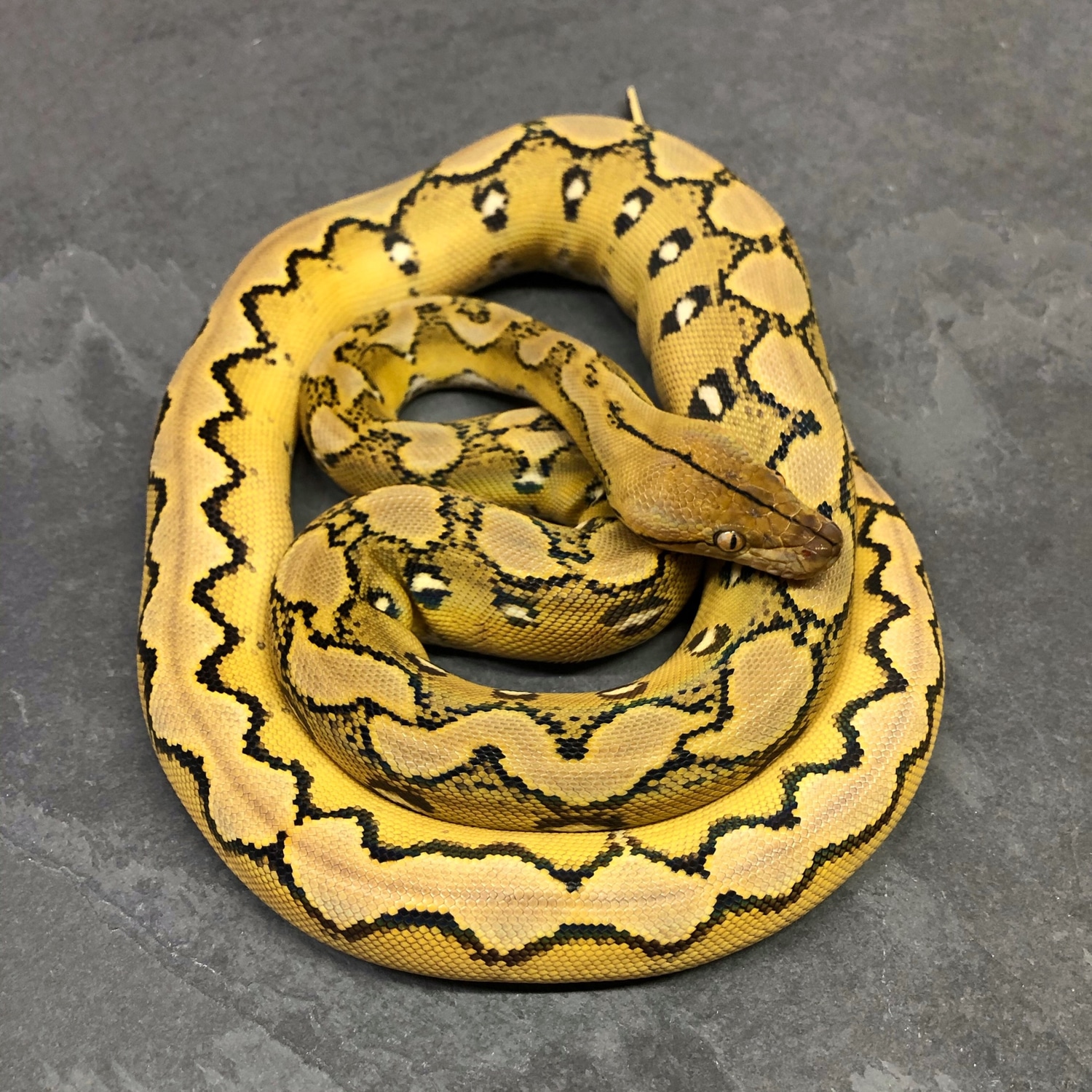 Platinum Sunfire Poss Het Albino Reticulated Python by RD Exotics LLC ...