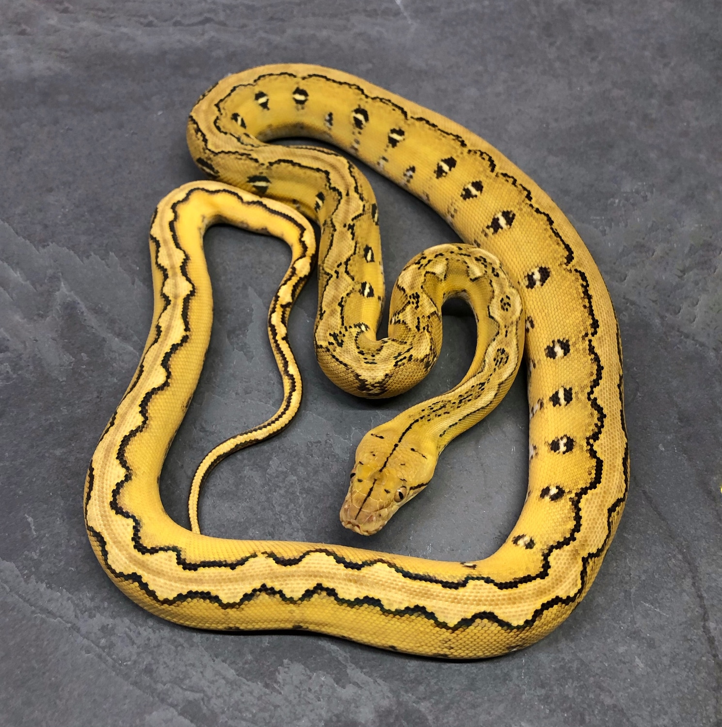 Platinum Marble Sunfire Poss Het Albino Reticulated Python by RD ...