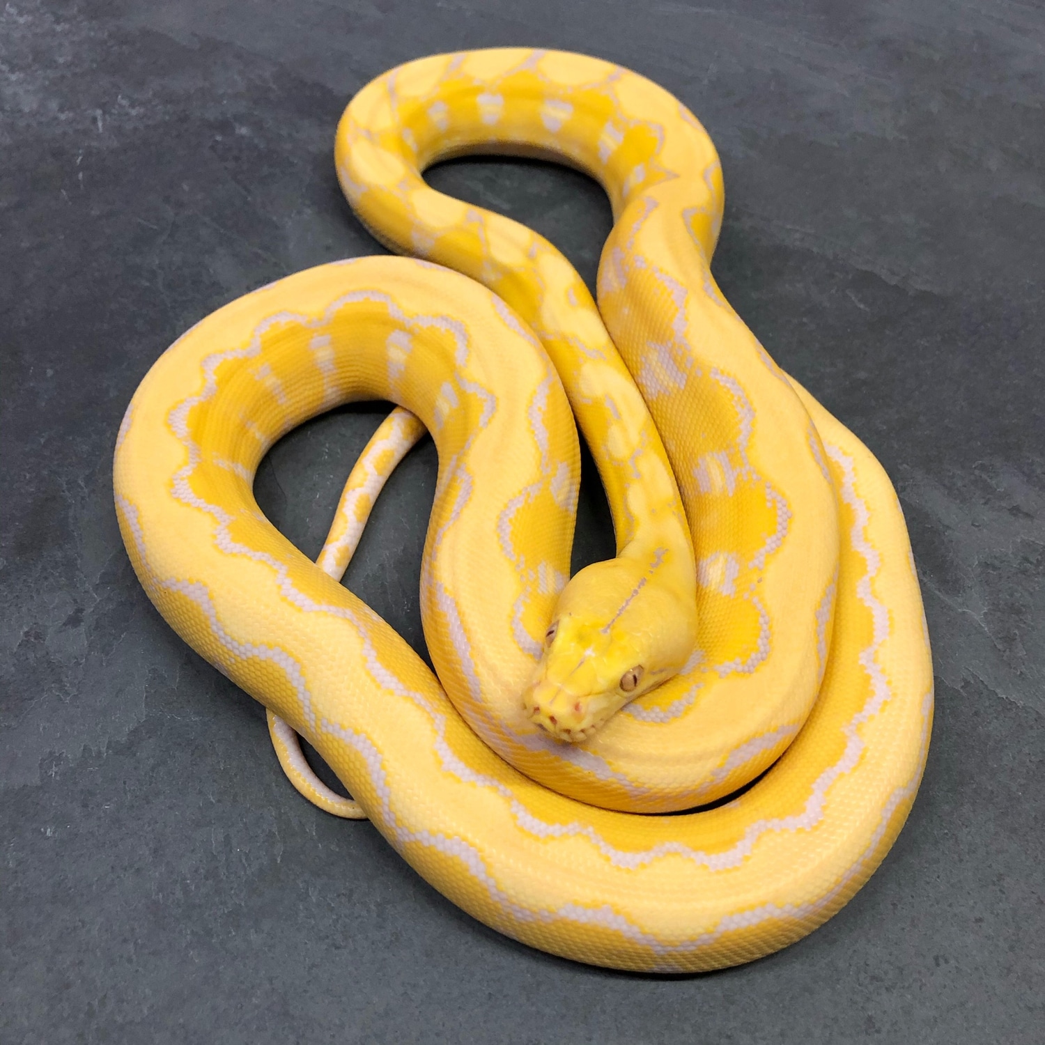 Lavender Platinum Sunfire Reticulated Python by Russell Dabritz ...