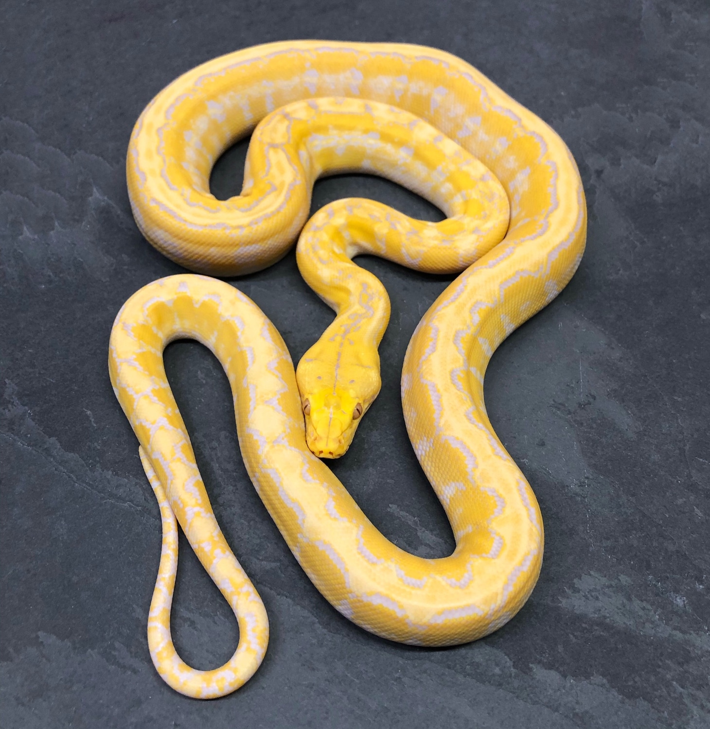 Lavender Albino Platinum Marble (Possible) Sunfire Reticulated Python ...