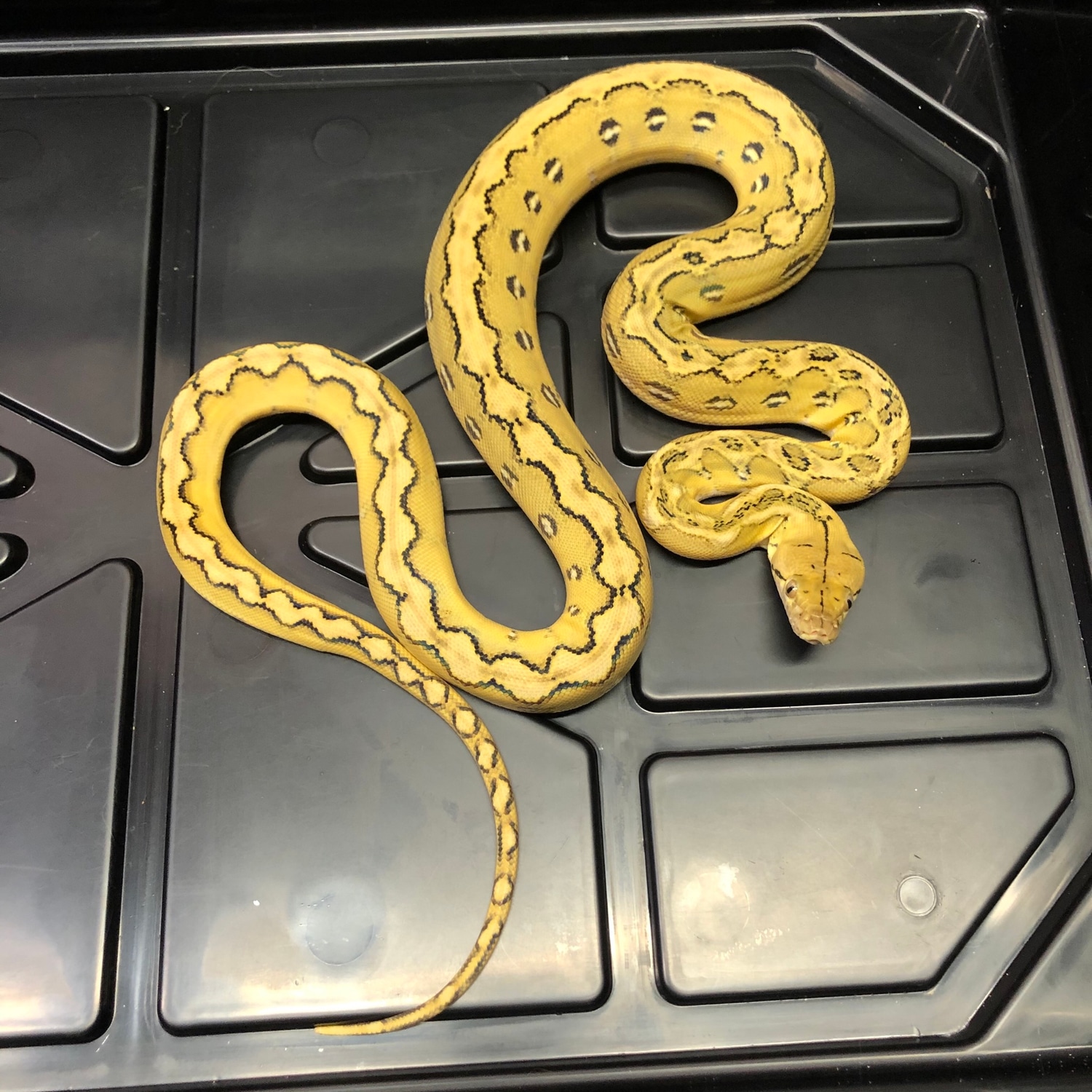 Platinum Marble Sunfire 66% Poss Het Albino Reticulated Python by RD ...