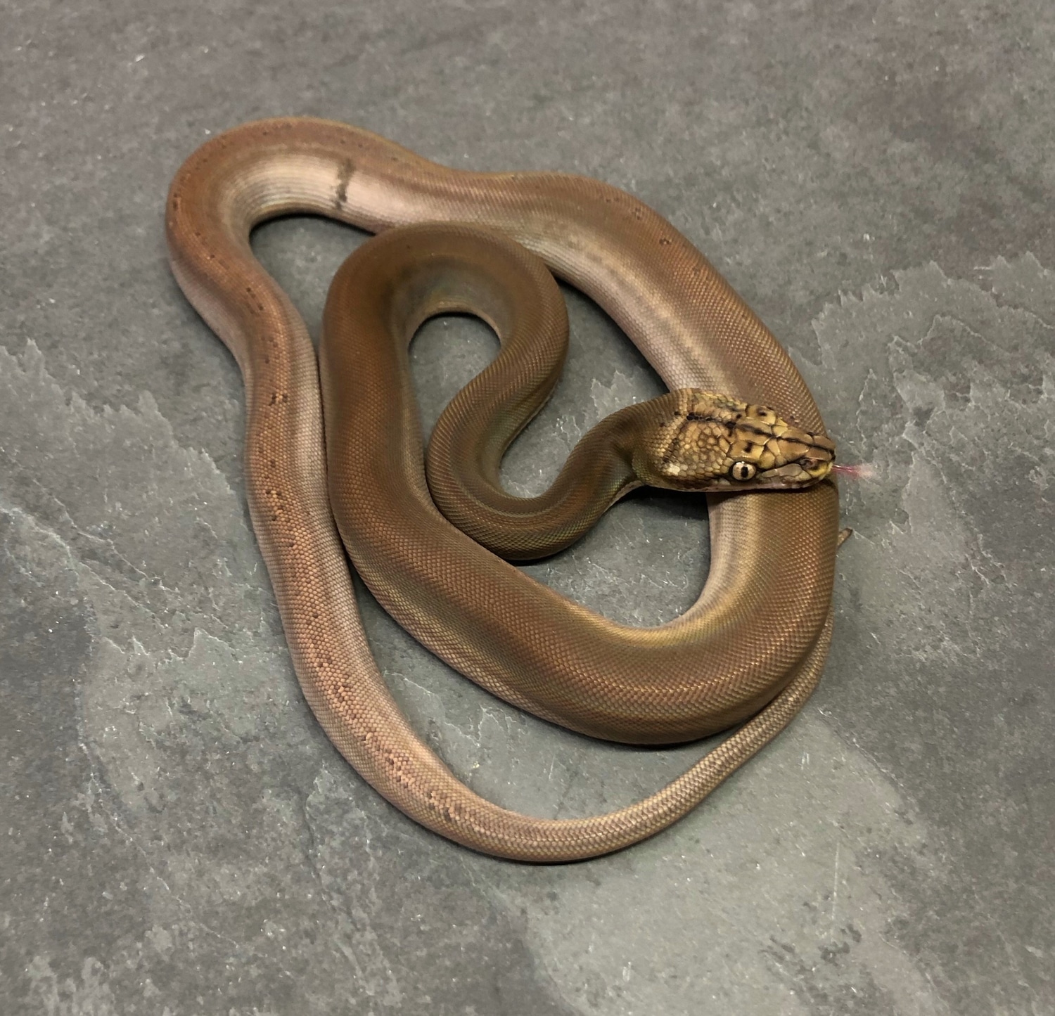 Phantom GC Het Purple Reticulated Python by RD Exotics LLC - MorphMarket