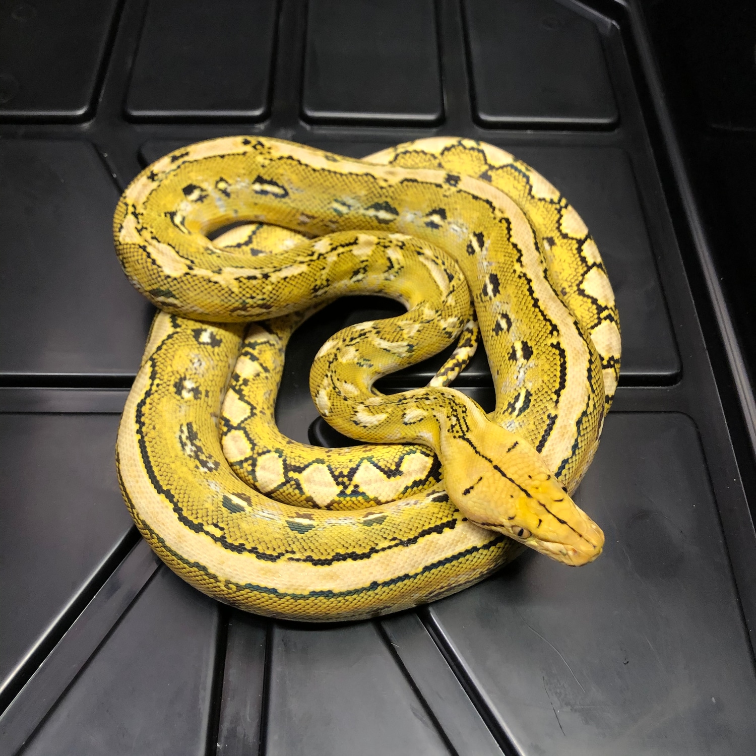 Platinum Marble 66% Poss Het Albino Reticulated Python by RD Exotics ...