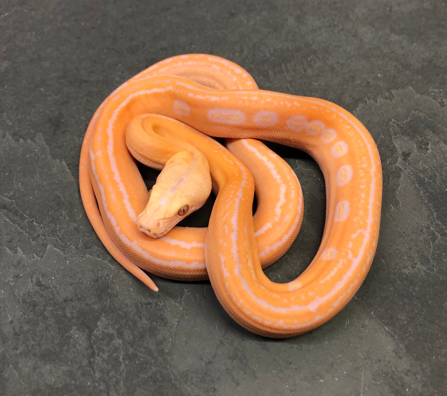 Lavender Albino Goldenchild Tiger Reticulated Python by Russell Dabritz ...