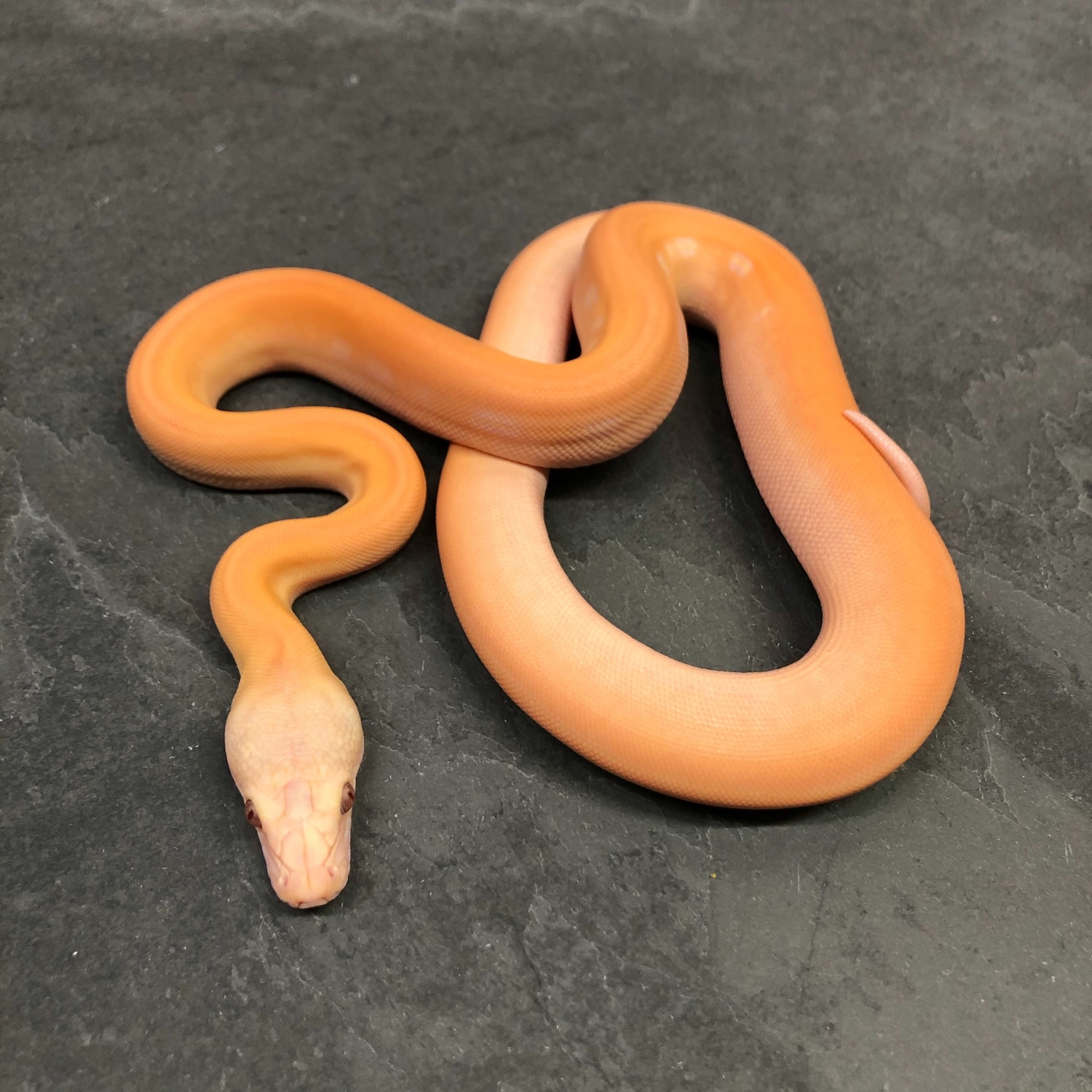 Lavender Albino Phantom Goldenchild Tiger Reticulated Python by Russell ...