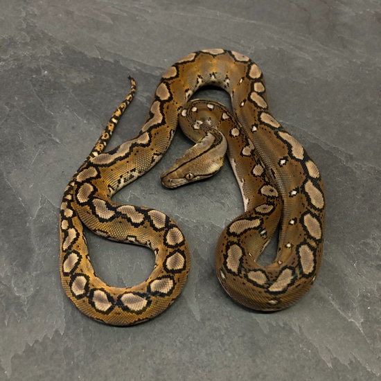 Motley Het Purple Reticulated Python by RD Exotics LLC