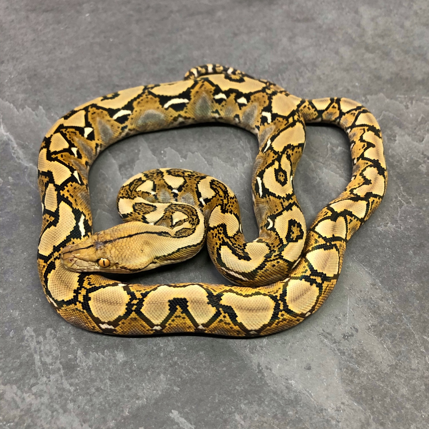 Wild Type Het Purple Reticulated Python by Russell Dabritz - MorphMarket
