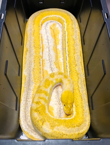 Female Proven Breeder Ultra Ivory Het White Albino Reticulated Python ...